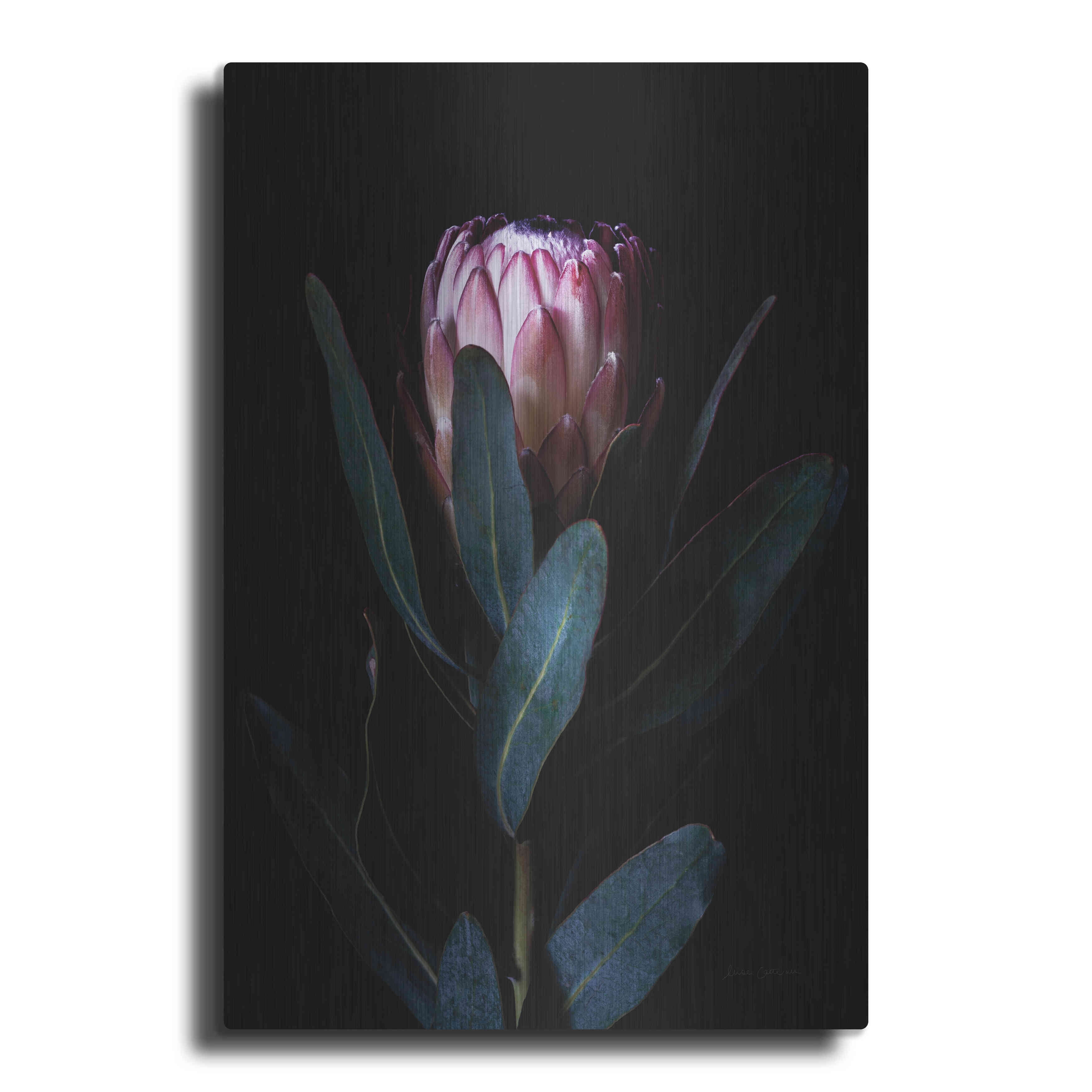 Luxe Metal Art 'Protea Portrait' by Elise Catterall, Metal Wall Art, 24 ...