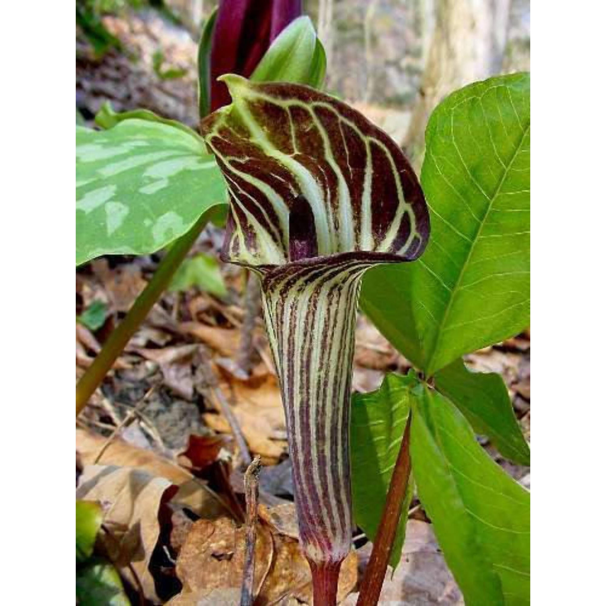 Click here for Seedville Usa Seedville 5 Jack In The Pulpit Seeds... prices