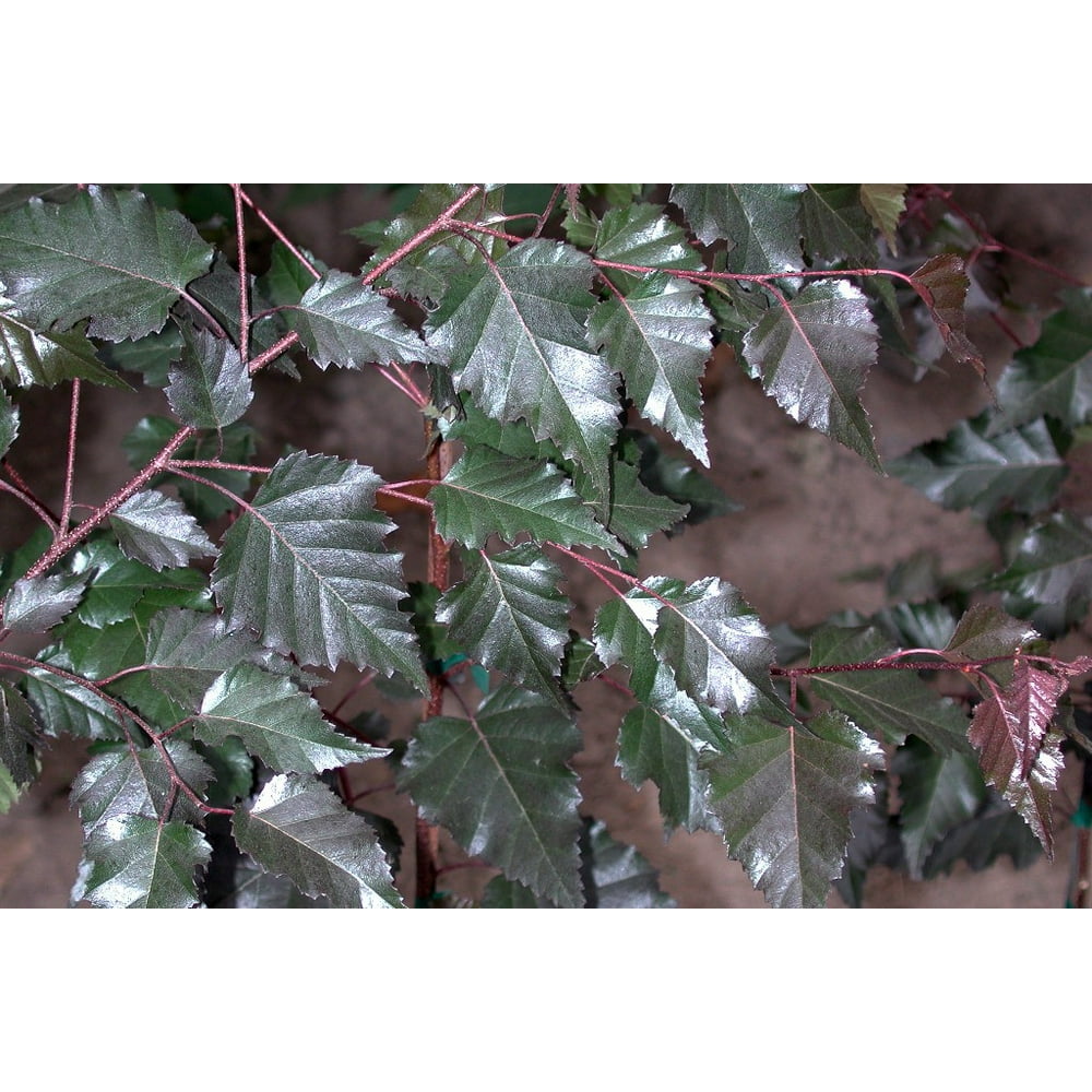 Purple Leafed Royal Frost Birch - Spectacular Tree - Quart Pot ...