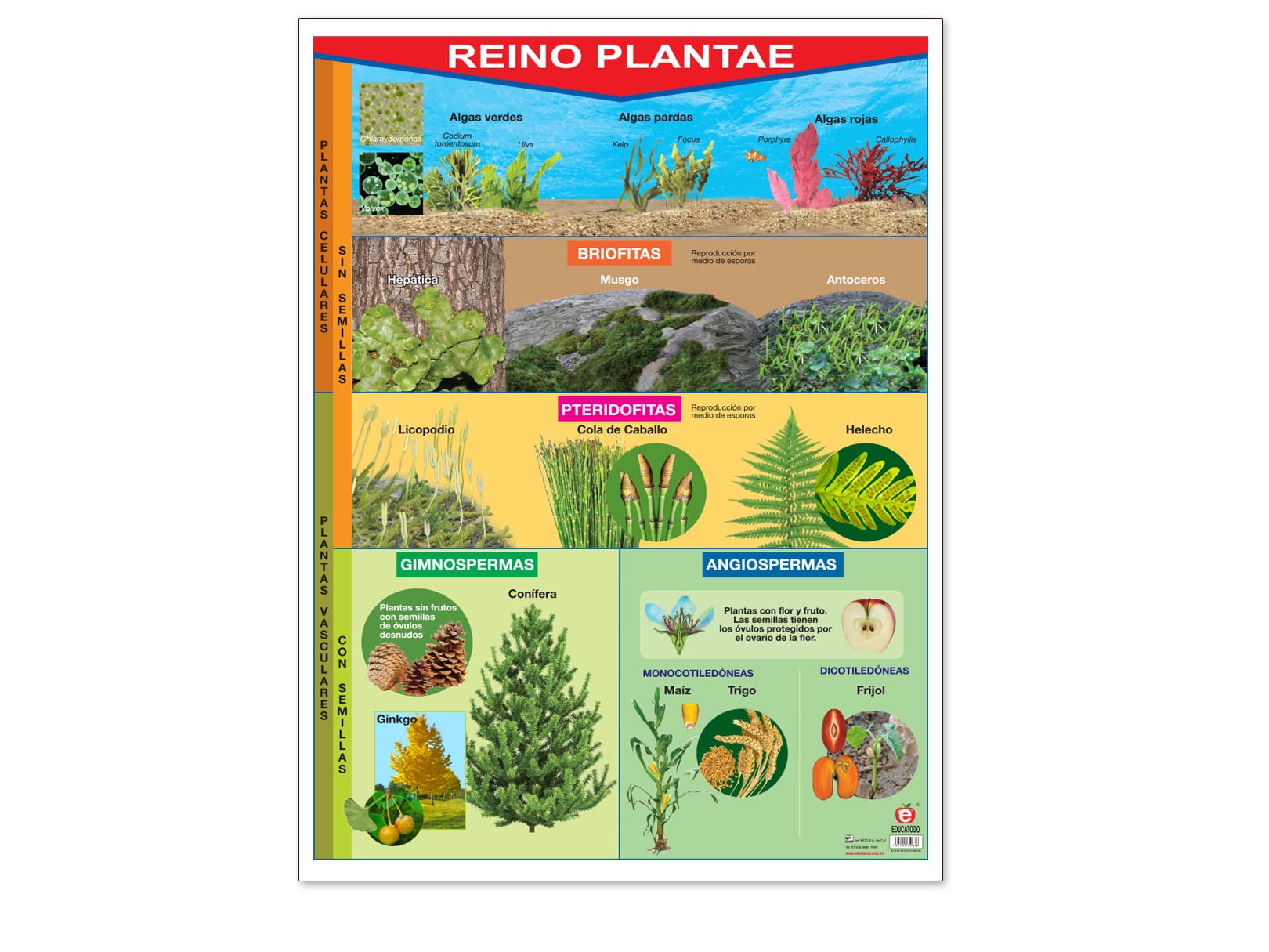 Póster Reino Plantae Educatodo B-0154-I | Bodega Aurrera en línea