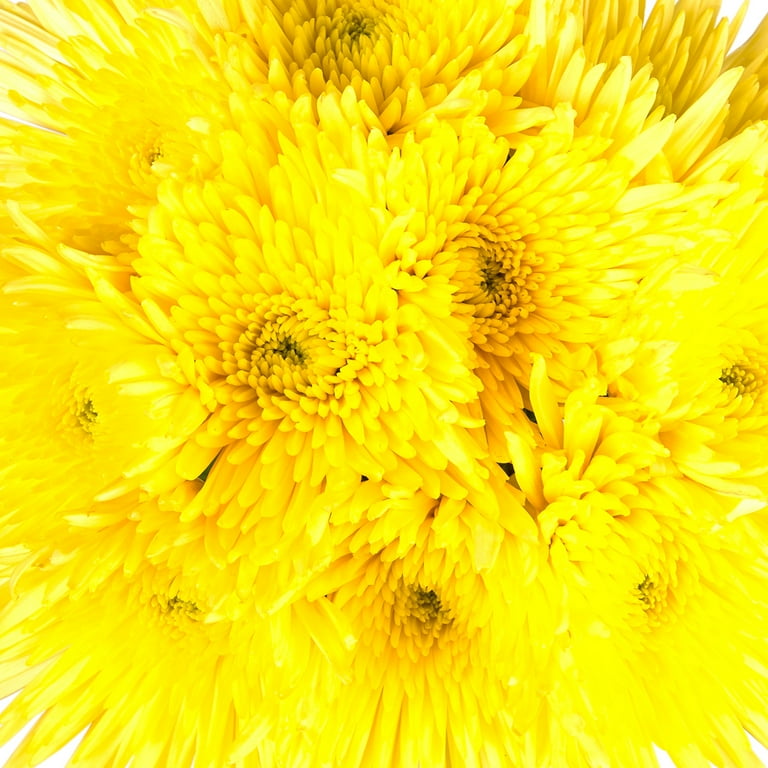 Yellow Chrysanthemum Flower