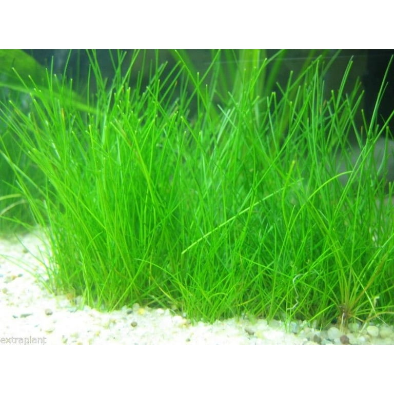 Dwarf Hairgrass Care