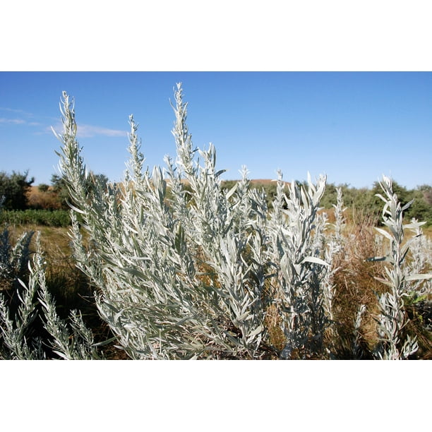 100 SILVER SAGEBRUSH Artemisia Cana Dwarf Sagebrush Silver Wormwood ...