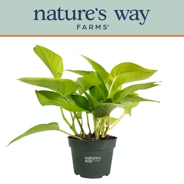 Nature's Way Farms Large Indoor Houseplant - Philodendron Rojo Congo ...