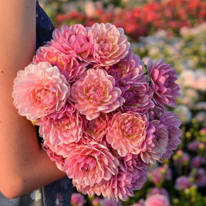 Click here for Tasc Flower Bulbs Dahlia Decorative Pink Magic (2... prices