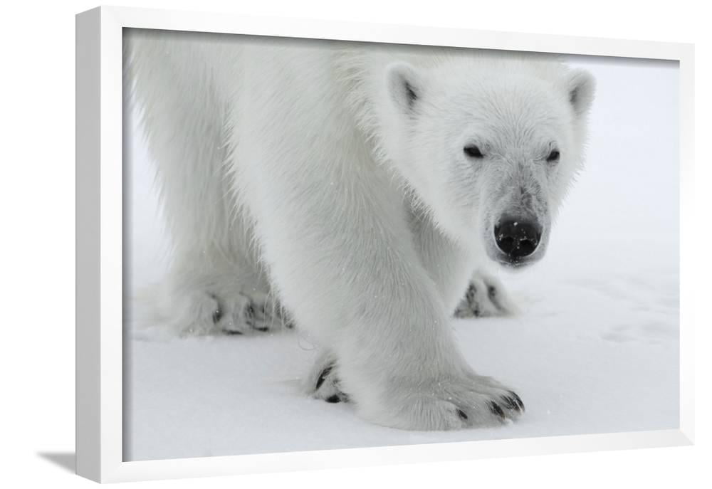 Polar Bear Ursus Maritimus Portrait, Svalbard, Norway, July 2008 ...