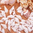 1Box 1 Box Spiral Sea Shell Dyed Beads and Charms with Holes for ...