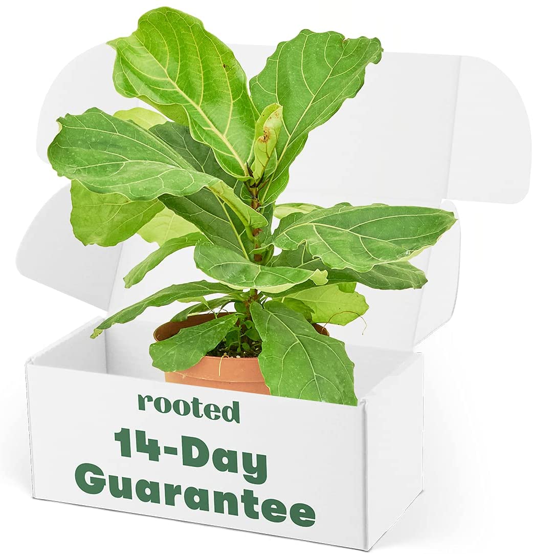 Fiddle Leaf Fig - Ficus Lyrata Live Green Plant in 6" Pot - Walmart.com