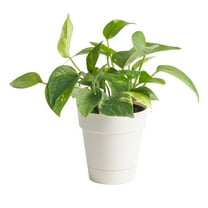 Exotic Angel Multicolor Colorama Live Plant in 4.4” Pot – Bright Light ...