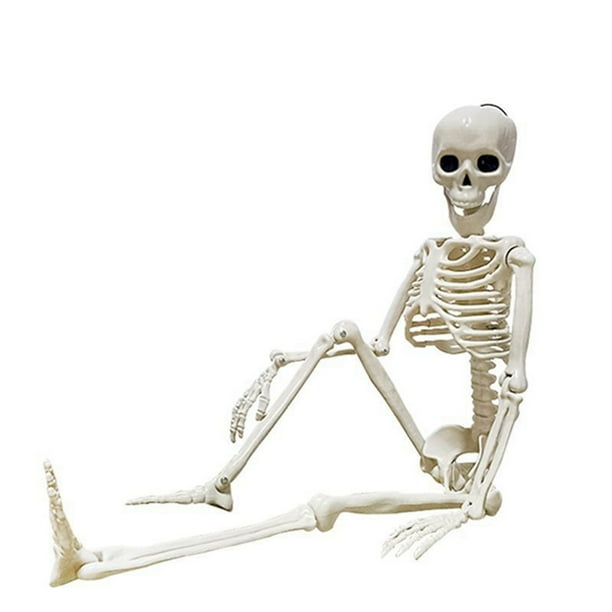 Real Human Skeleton Skull