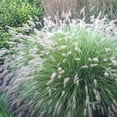 2 Ornamental Grass Plants - White Fountain Grasses Live Plants ...
