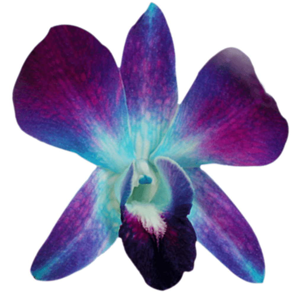 Blue Dendrobium Orchids