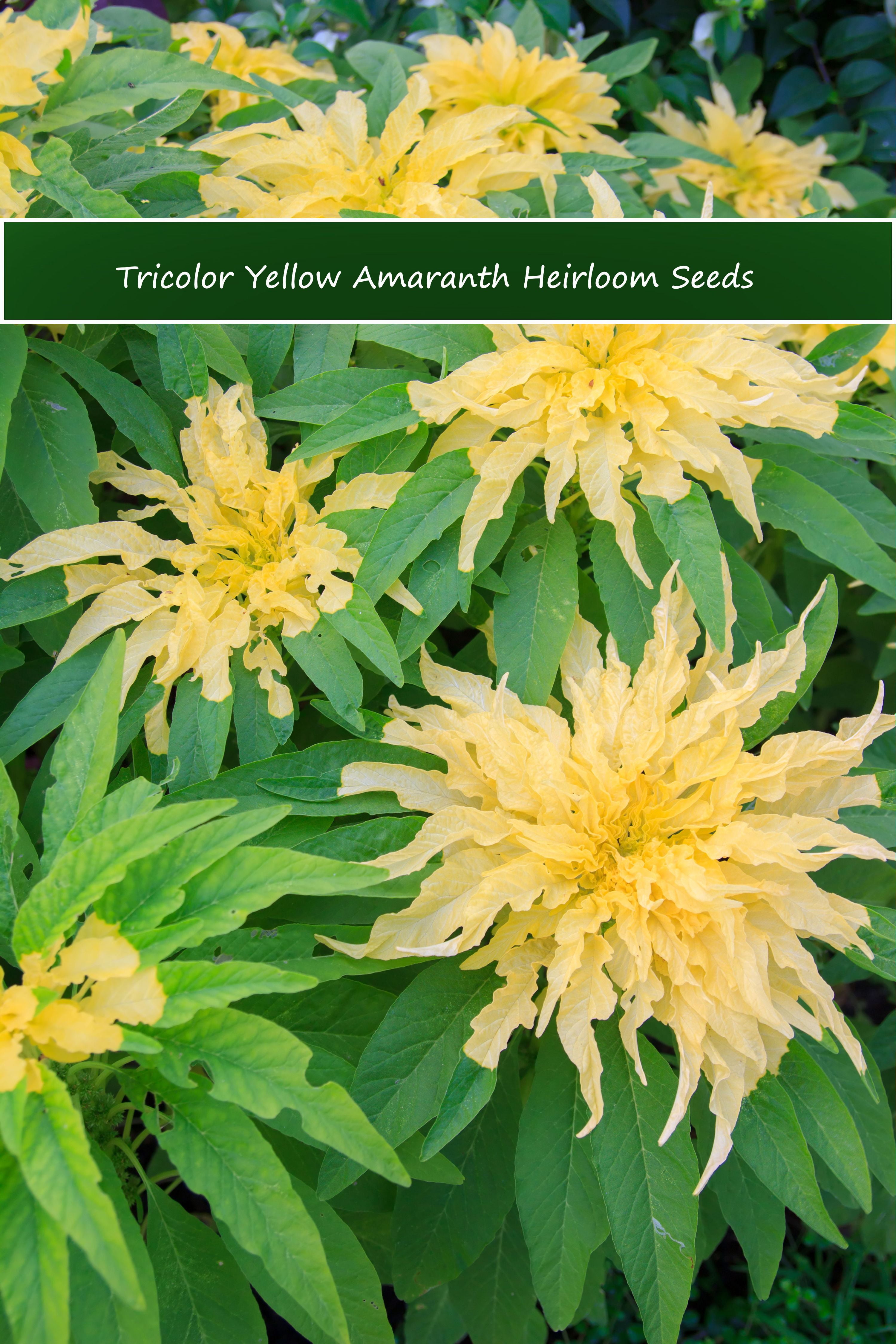 Flower Seeds -Amaranthus tricolor -Yellow annual Flower- 100 Seeds ...