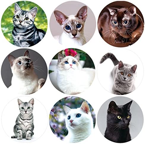 Cat Stickers Kitten Roll Sticker 200 Pcs for Kids Animal Stickers Party ...