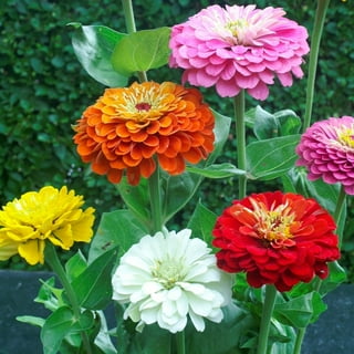 Zinnia Seeds (Dwarf) - Button Box Mix - Packet - Pink/Purple/Red Flower ...