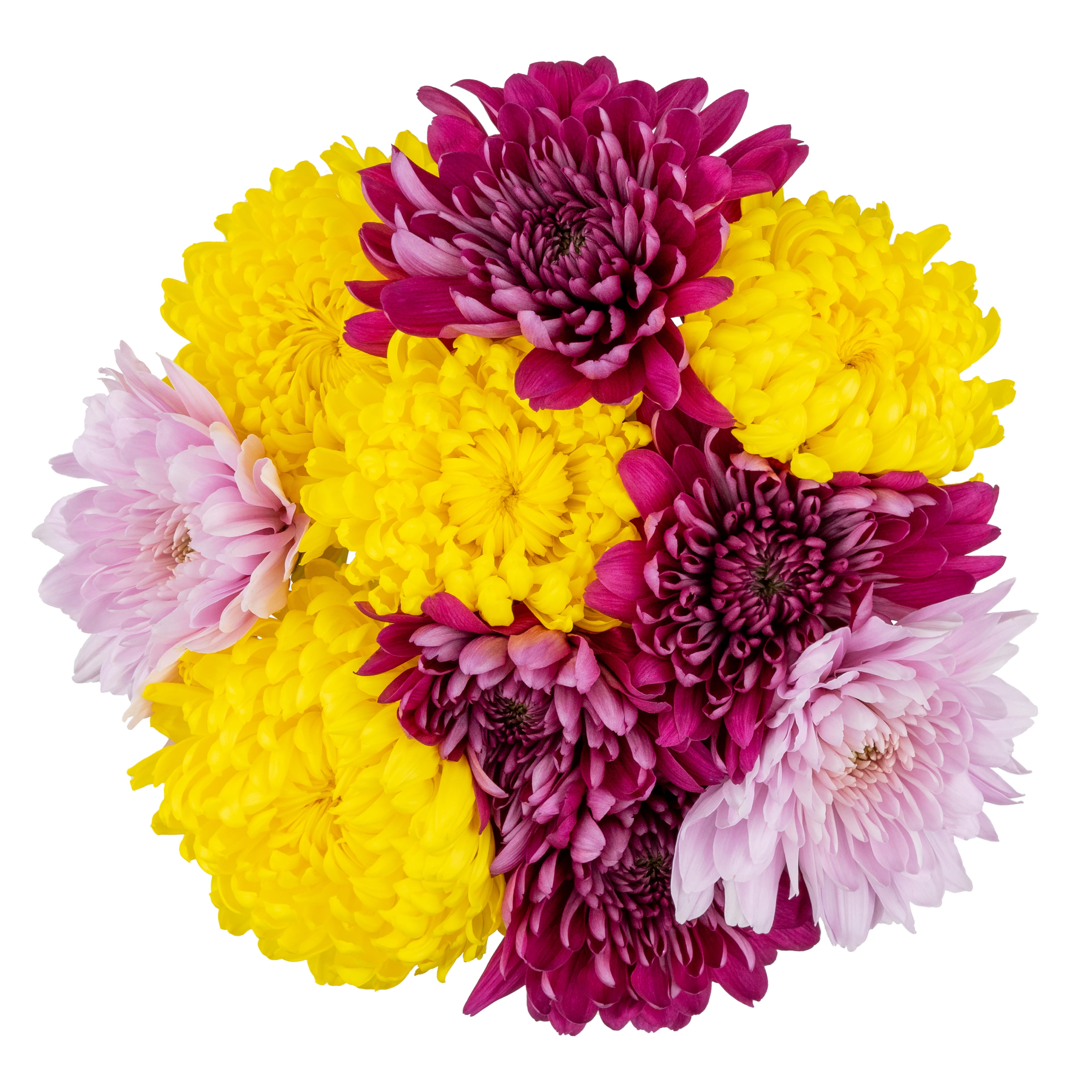 Fresh-Cut Jumbo Mums Flower Bunch, Colors Vary - Walmart.com