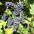 Deep Purple Seedless Grape Vines Live Plants for Planting, 5-10" Grape ...