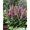 RedCrocus Veronica spicata 'Pink Candles' | Bright Pink Perennial for ...