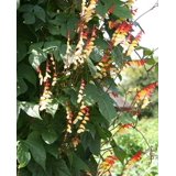 10 FIRECRACKER VINE Flower Mina Lobata Exotic Love Spanish Flag Ipomoea ...
