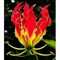 Ammi Dara Flower Seeds for Planting (100 Seeds) - Mixed Color Queen ...