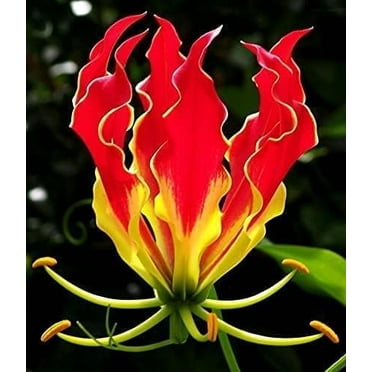 Flame Lily Seeds for Planting - Gloriosa superba - 15 Seeds - Walmart.com