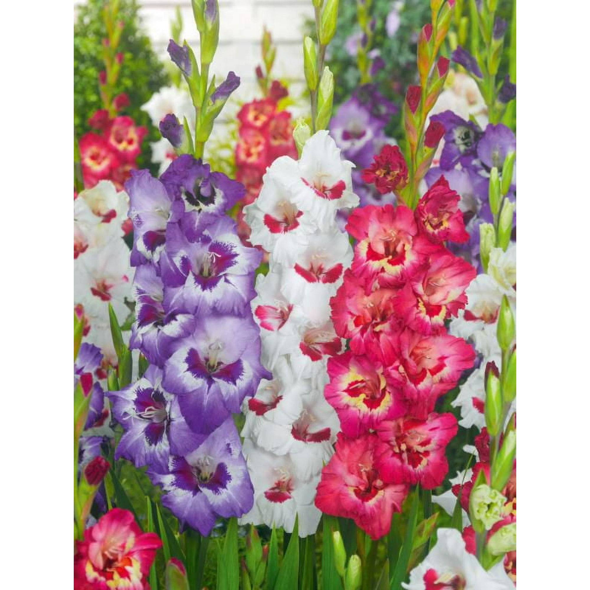 Click here for Tasc Flower Bulbs- Gladiolus Large Flowering Fiore... prices