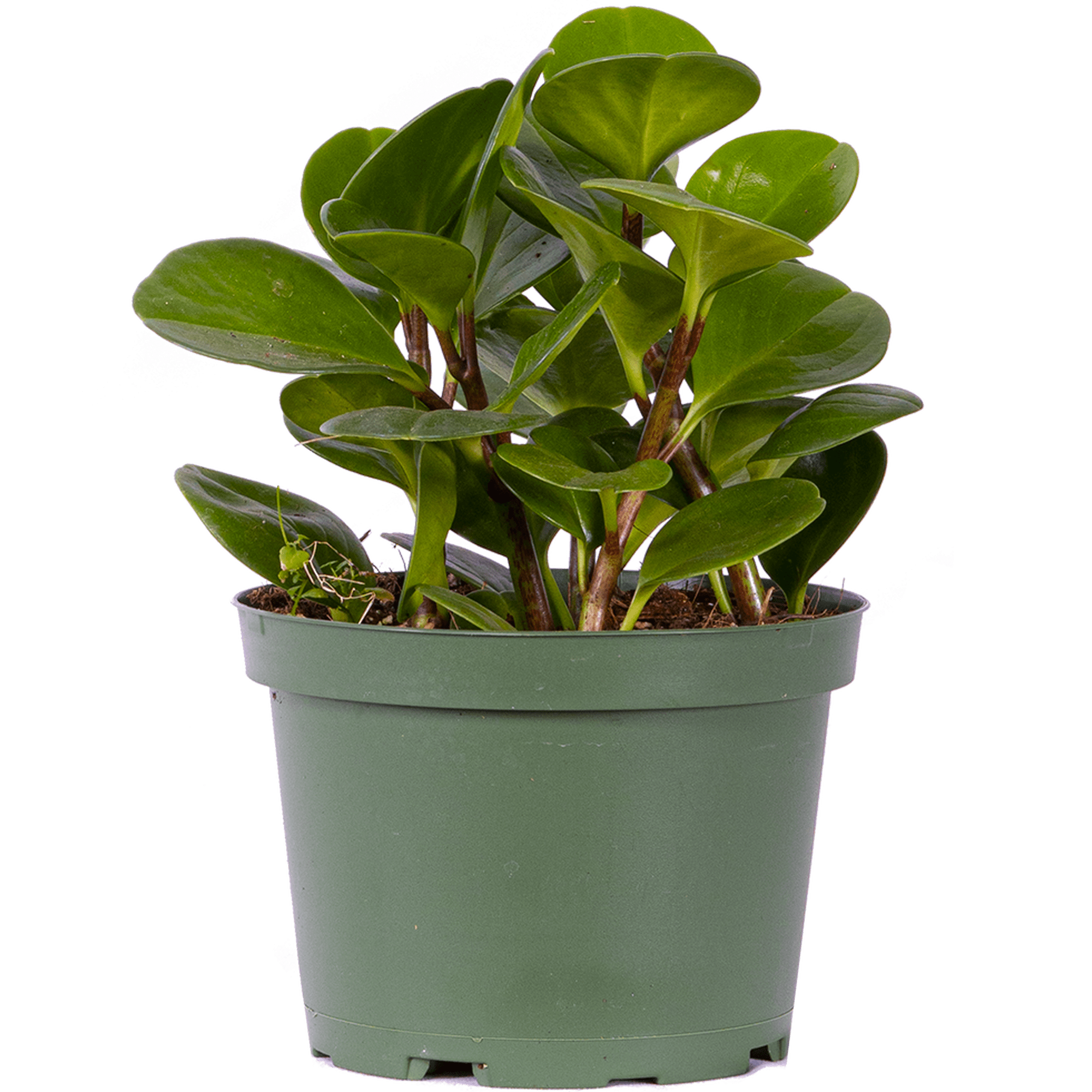 Click here for Plantsome Peperomia Obtusifolia Green (M) Live Pla... prices