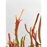 Firestick Pencil Cactus Euphorbia Tirucalli Succulent - Walmart.com