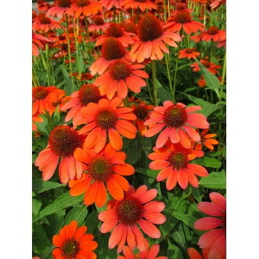 Filigree Hosta Dormant Bare Root Perennial Plant, 1-Pack - Walmart.com