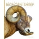 Amazing Animals: Amazing Animals: Bighorn Sheep (Paperback) - Walmart.com