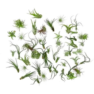 Arenaria Wallowa Mountains, Mossy Sandwort - Pot Size: 3" (2.6x3.5 ...