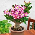 Home Shops USA, Desert Rose Seeds, 10 Pack, Flowering Bonsai Adenium ...