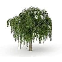 Live Weeping Willow Money Tree Bonsai - Thick Trunks, Fast-Growing ...