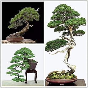 Gold Weeping Curly Willow Tree Cutting - Rarest of All Willows - Grow ...