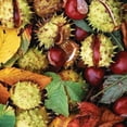 Live Horse Chestnut Tree Plant 3-5 Inch Tall, Chestnut Plant 4" Pot ...