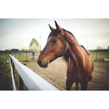 Pomada Bamitol Bayer 200 Gramos Bayer Grande | Walmart en línea