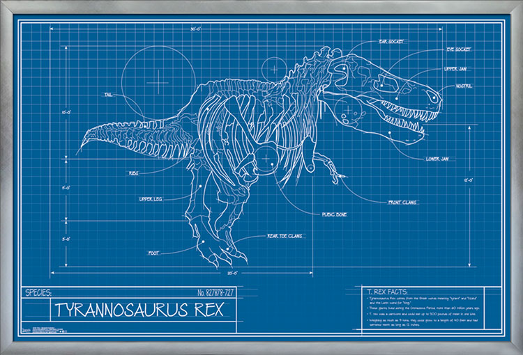T-Rex - Blueprint Illustration Wall Poster, 22.375" x 34", Framed ...