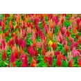 150 Mixed PAMPAS PLUMES COCKSCOMB Celosia Plumosa Flower Seeds ...