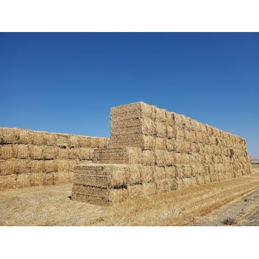 American Excelsior Premier Straw Erosion Control Lawn Cover, Ground ...