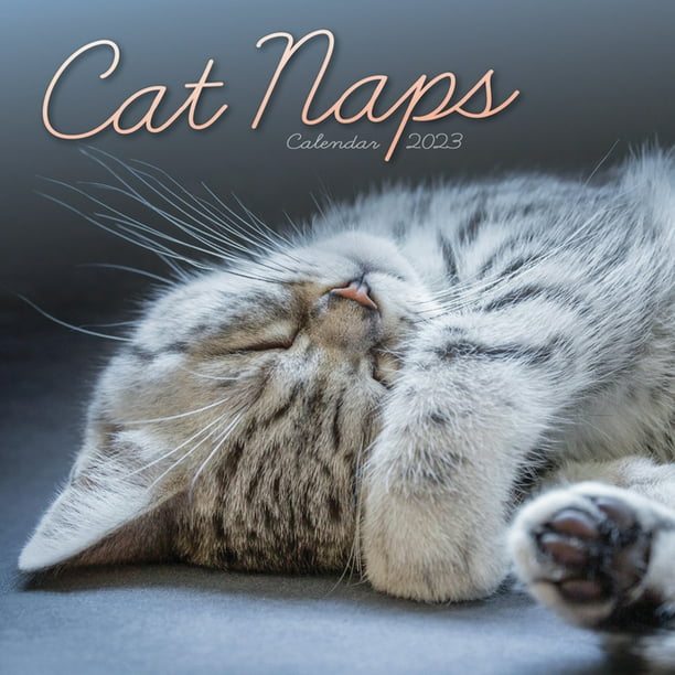 2023 Cat Naps Mini Calendar (Other) - Walmart.com