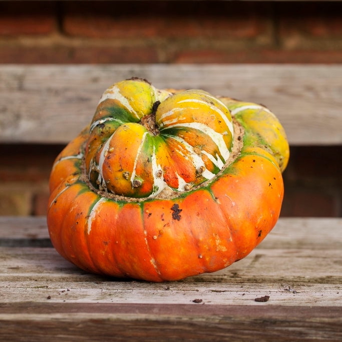 Growing Turban Squash