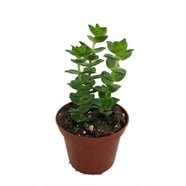 Oak Leaf Grape Ivy Plant - Cissus rhombifolia - 4" Pot - Walmart.com