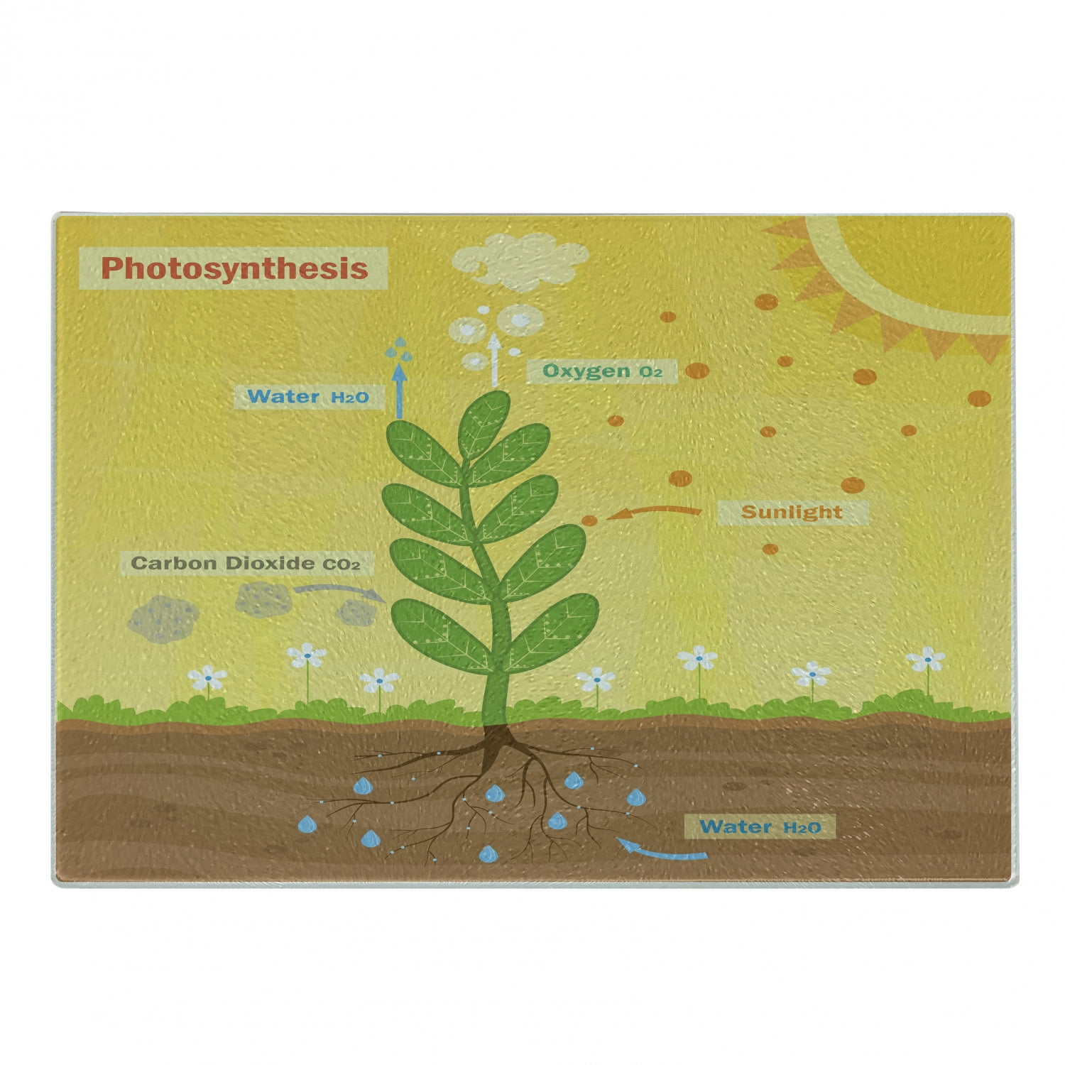 Science Cutting Board, Cartoon Photosynthesis Oxygen Carbon Dioxide ...