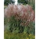 10 RED MAIDEN GRASS Miscanthus Sinensis Plumes Ornamental Flower Seeds ...