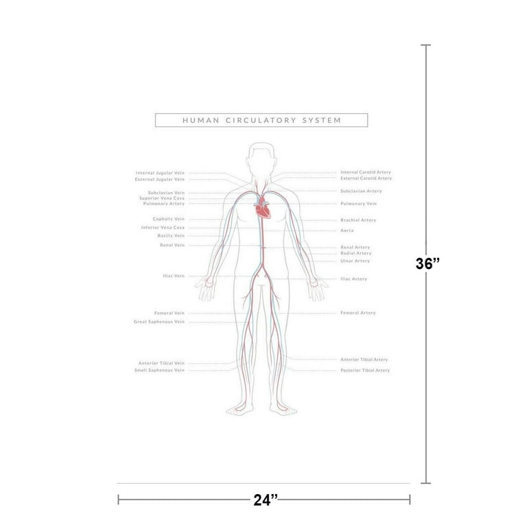 Blank Circulatory System Diagram
