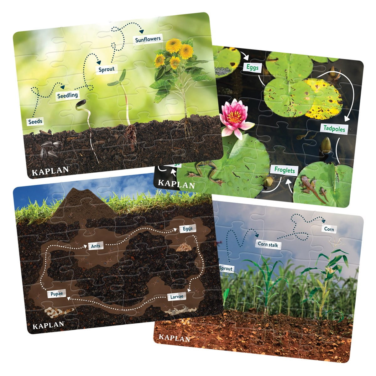 Kaplan Early Learning STEM Learning Realistic Animal and Plant Life ...