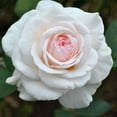 Heirloom Roses Live Plant - Magnificent Perfume™ Shrub Rose Bush - Pink ...
