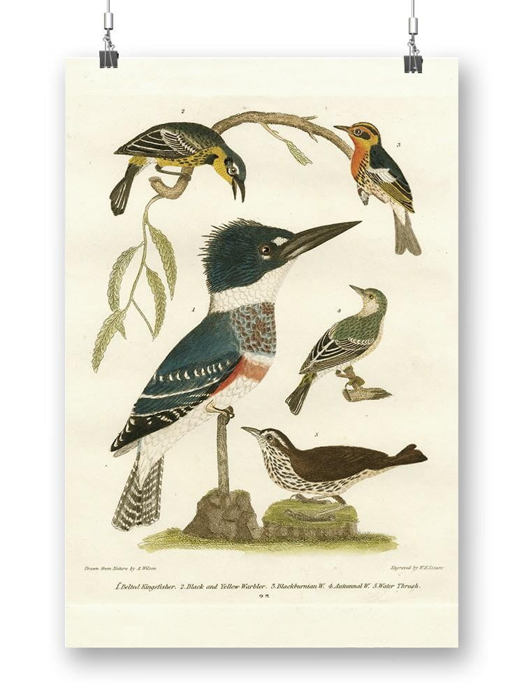 Antique Kingfisher Poster - Alexander Wilson Designs, - Walmart.com
