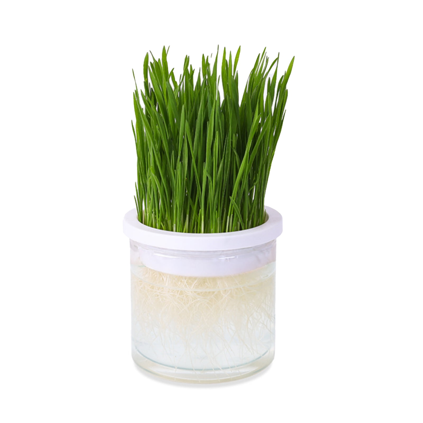 Washranp Plastic Catgrass Hydroponics Potting,Planter Ventilated Fine ...