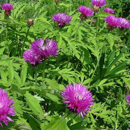 Outsidepride Cornflower Dealbata - 1000 Seeds - Walmart.com